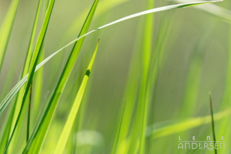 Photo Friday: Green is the Colour of Hope – The Seated View