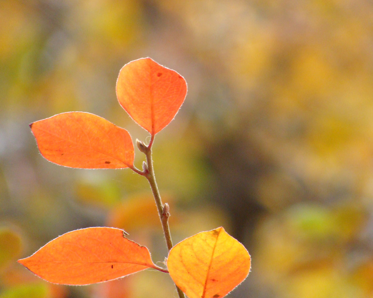 Four Leaves – The Seated View